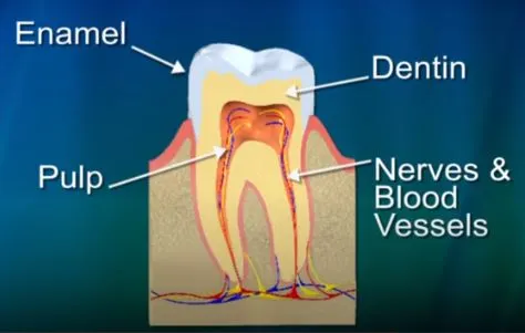 About Your Tooth Denver CO, Tooth Structure